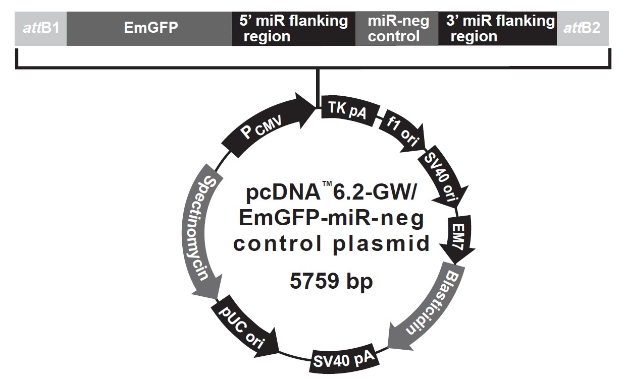 pcDNA6.2-GWEmGFP-miR negative载体_质粒图谱 - 优宝生物